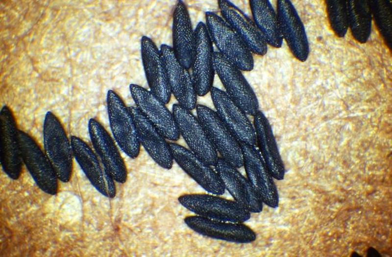 Aedes Mosquito Eggs Aedes Mosquito Eggs