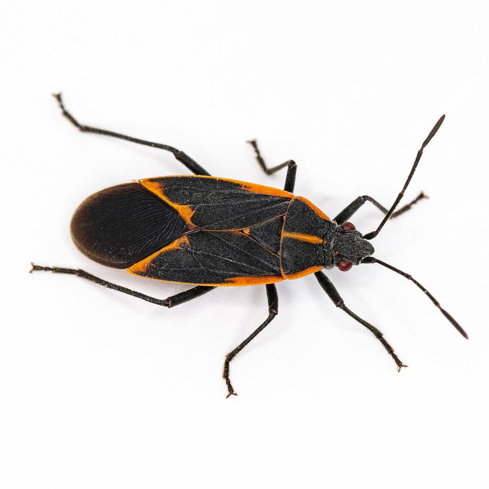 Boxelder Bugs