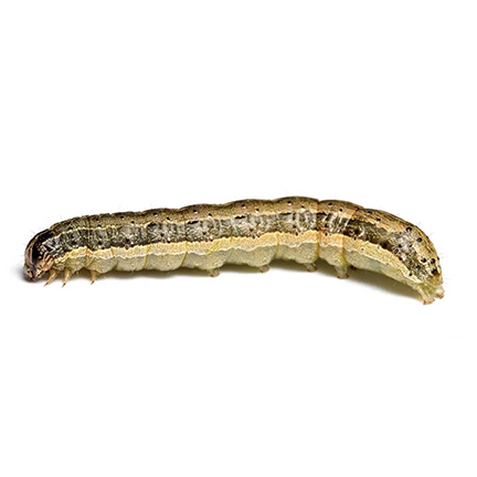 Armyworms