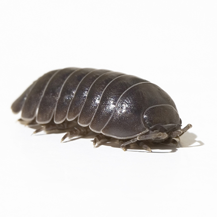 Pillbugs