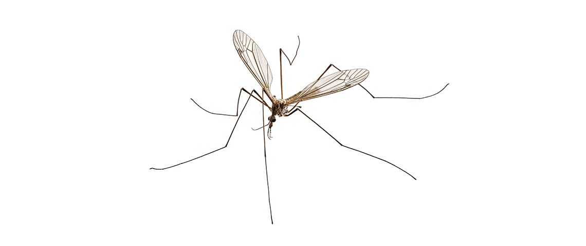Crane Flies
