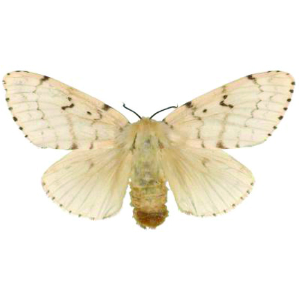 What is a gypsy moth store